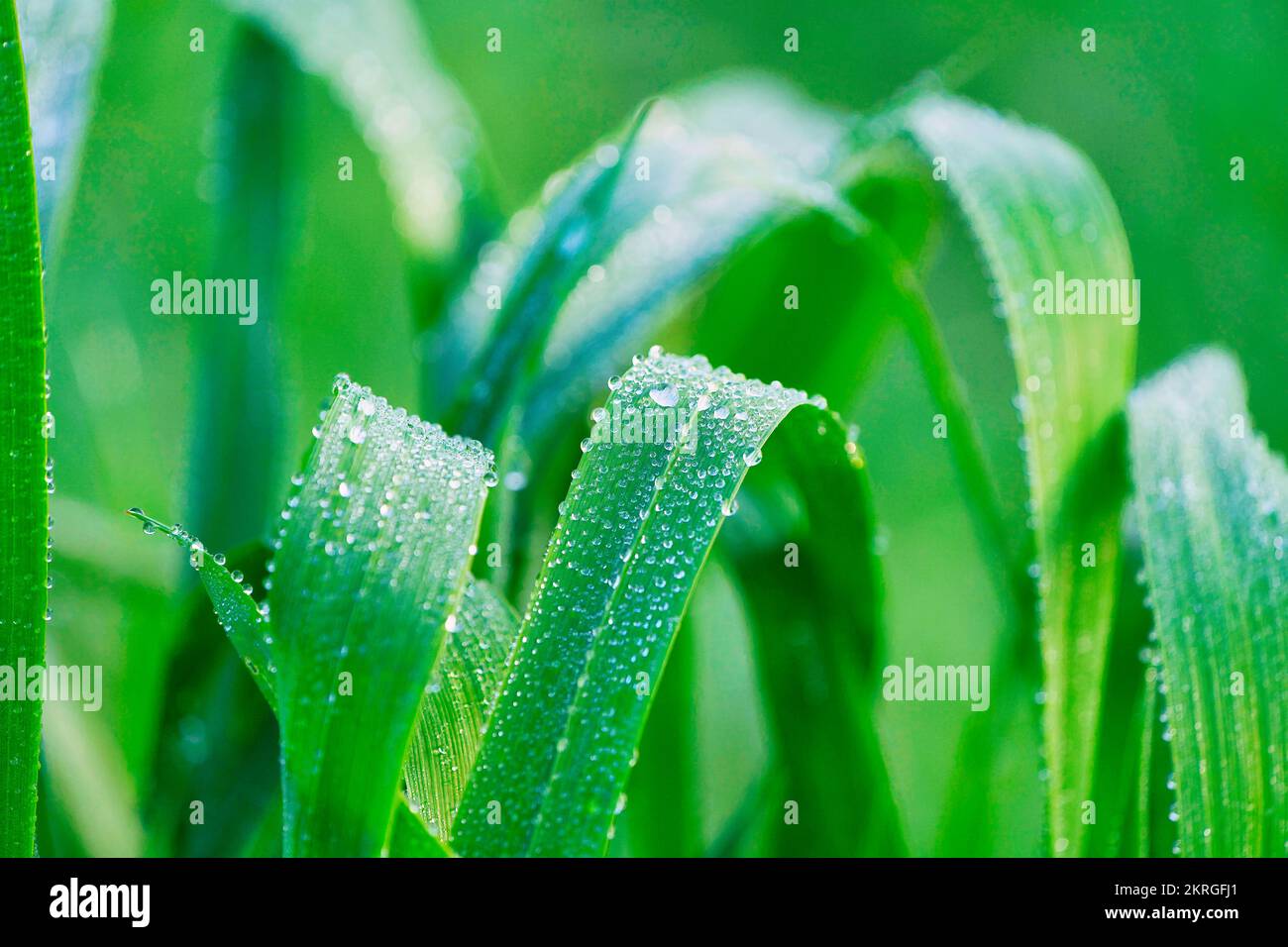 dew drops on green grass leaf close up. rainy season. meadow grass with ...
