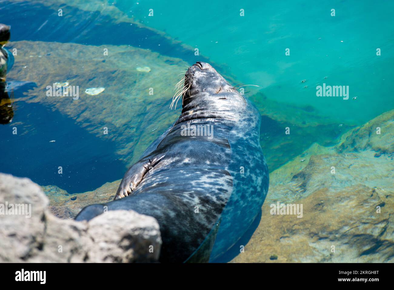 Seal skin close up hi-res stock photography and images - Alamy