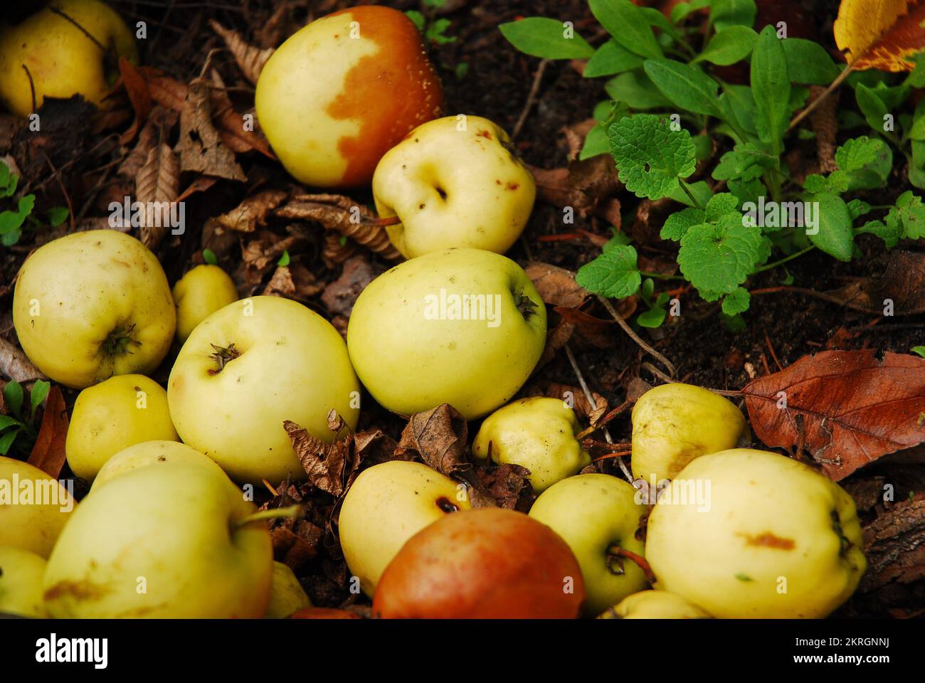 In autumn, the apples have fallen from the tree and are lying on the ...
