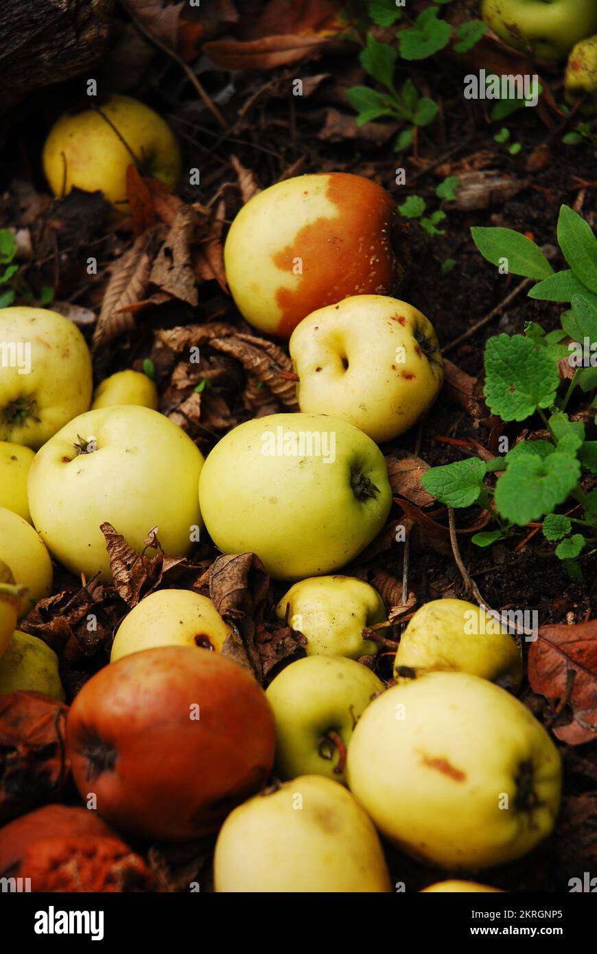 In autumn, the apples have fallen from the tree and are lying on the ...