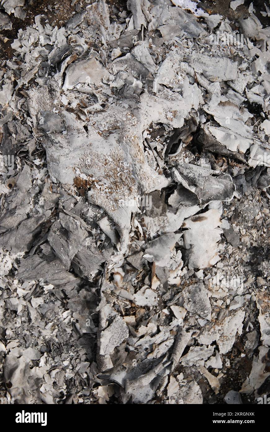 The white and gray wood ash is from the campfire at the campsite ...