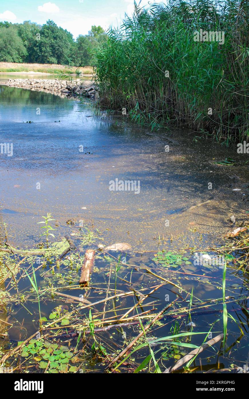A dead fish floats in a polluted river. Poisoned dirty water ...