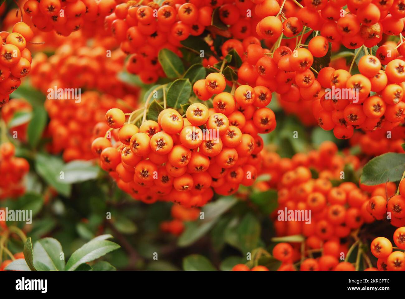 Pyracantha coccinea. Ripe firethorn fruits grow on firethorn bushes. A ...