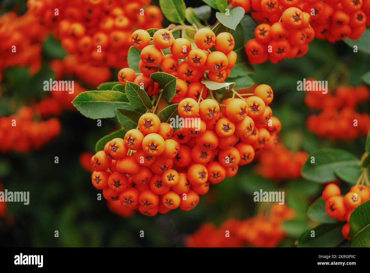 Pyracantha coccinea. Ripe firethorn fruits grow on firethorn bushes. A ...