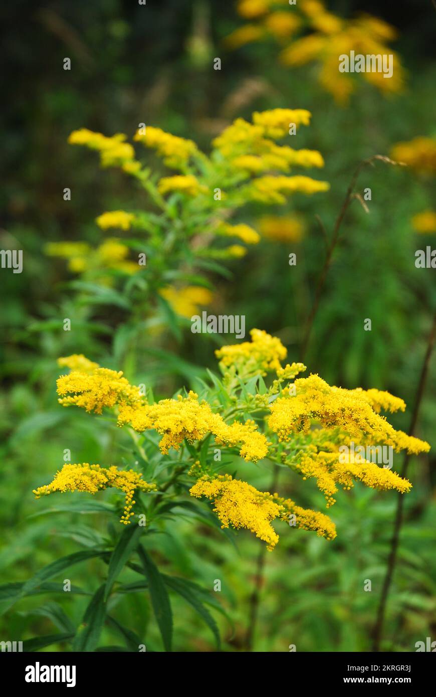 Common goldenrod or real goldenrod solidago virgaurea hi-res stock ...