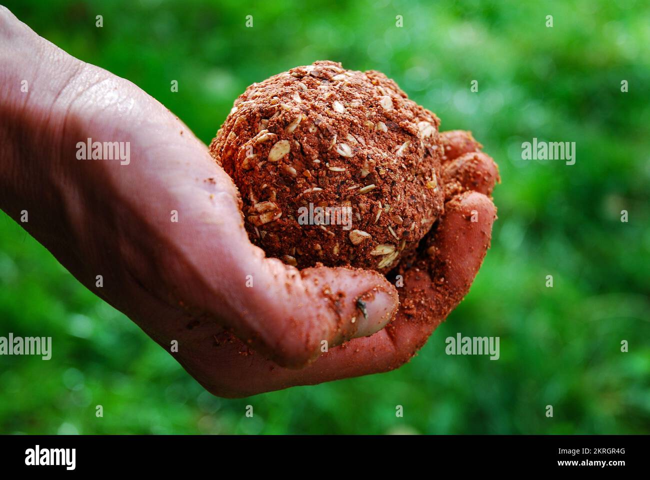 Protein ball in hand, bait for fish. Fishing ball for carp Stock Photo ...