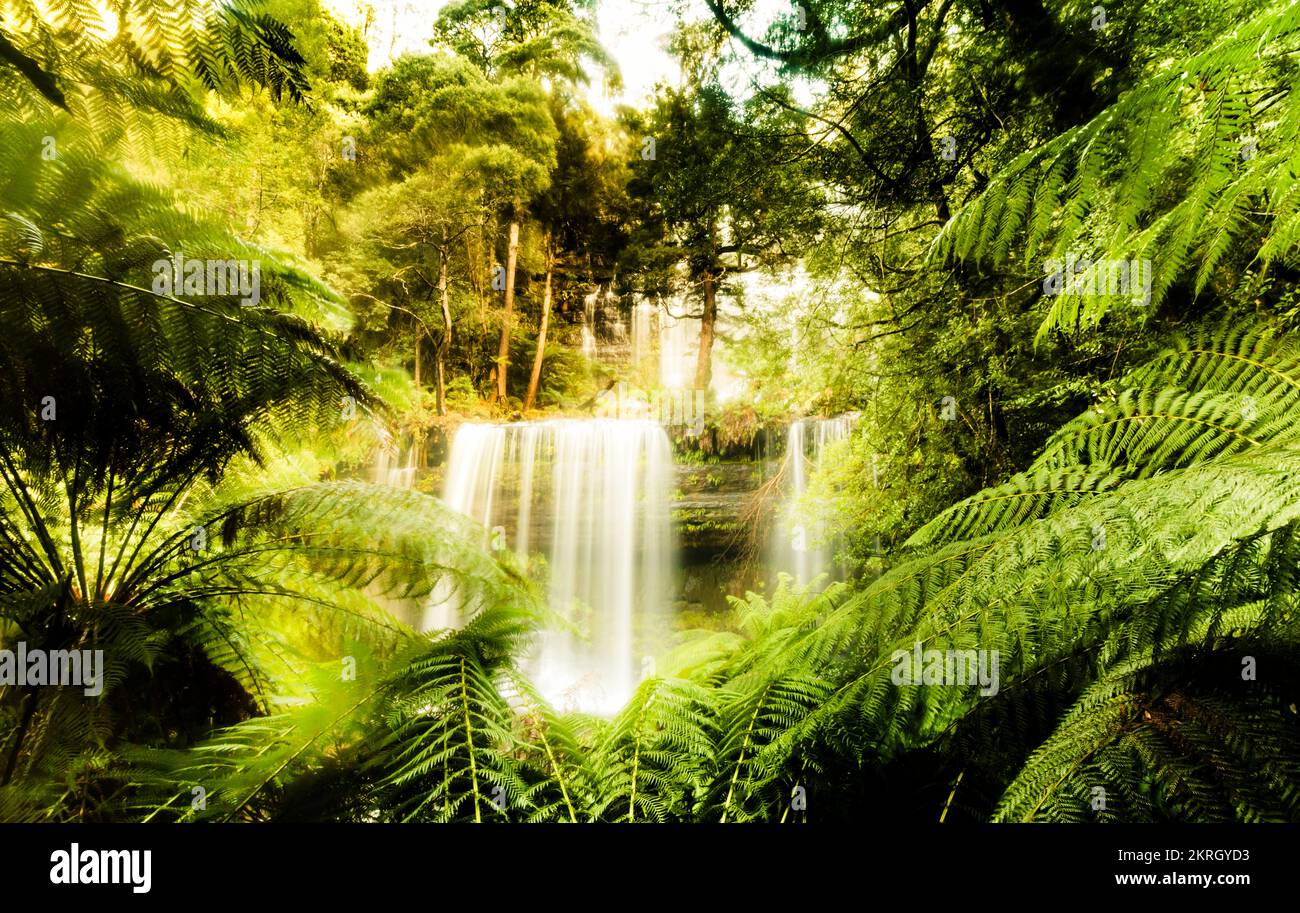Rainforest clearing field hi-res stock photography and images - Alamy