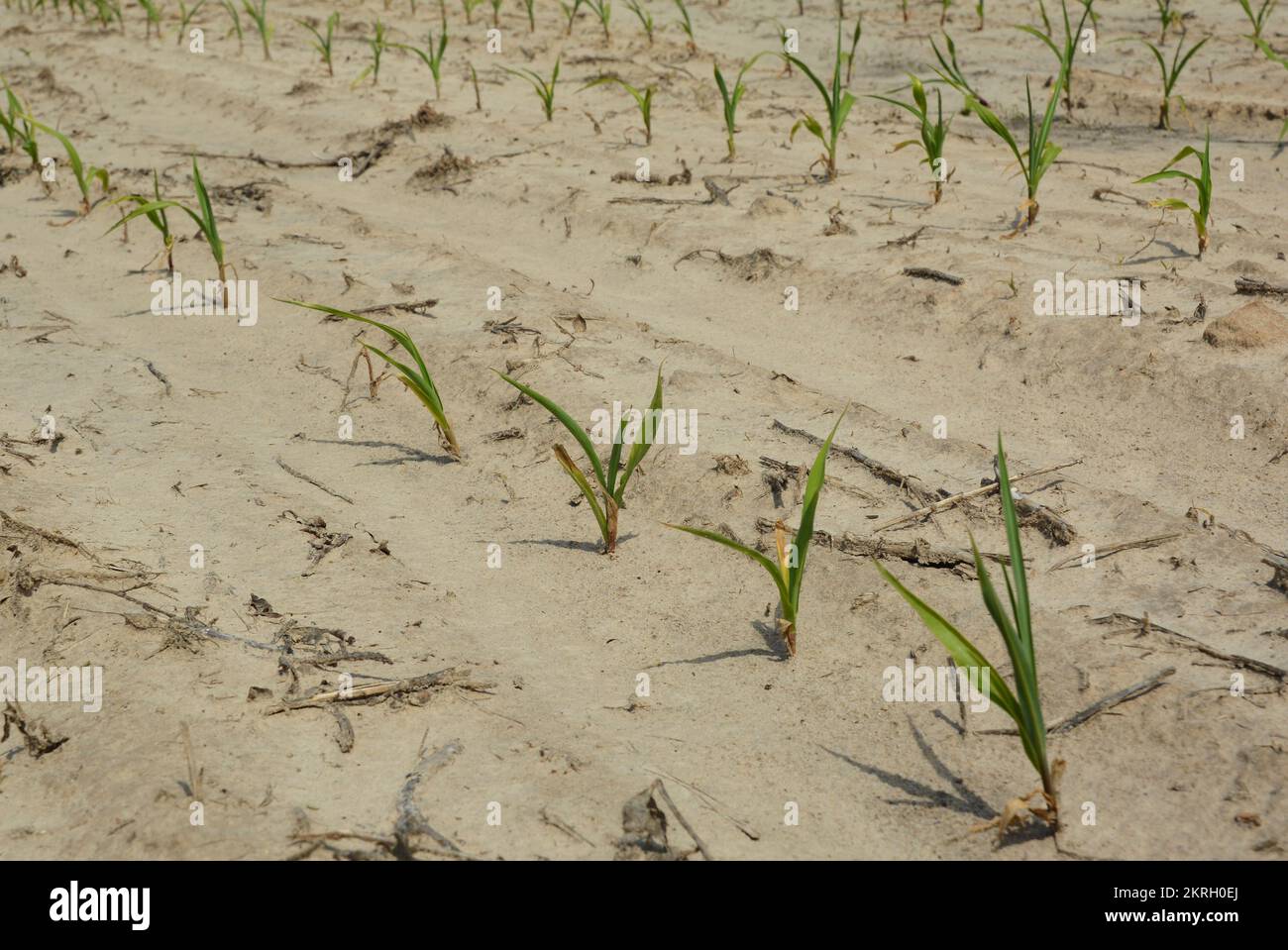 Climate Change Drought Damaged Corn Field. Corn is most susceptible to ...