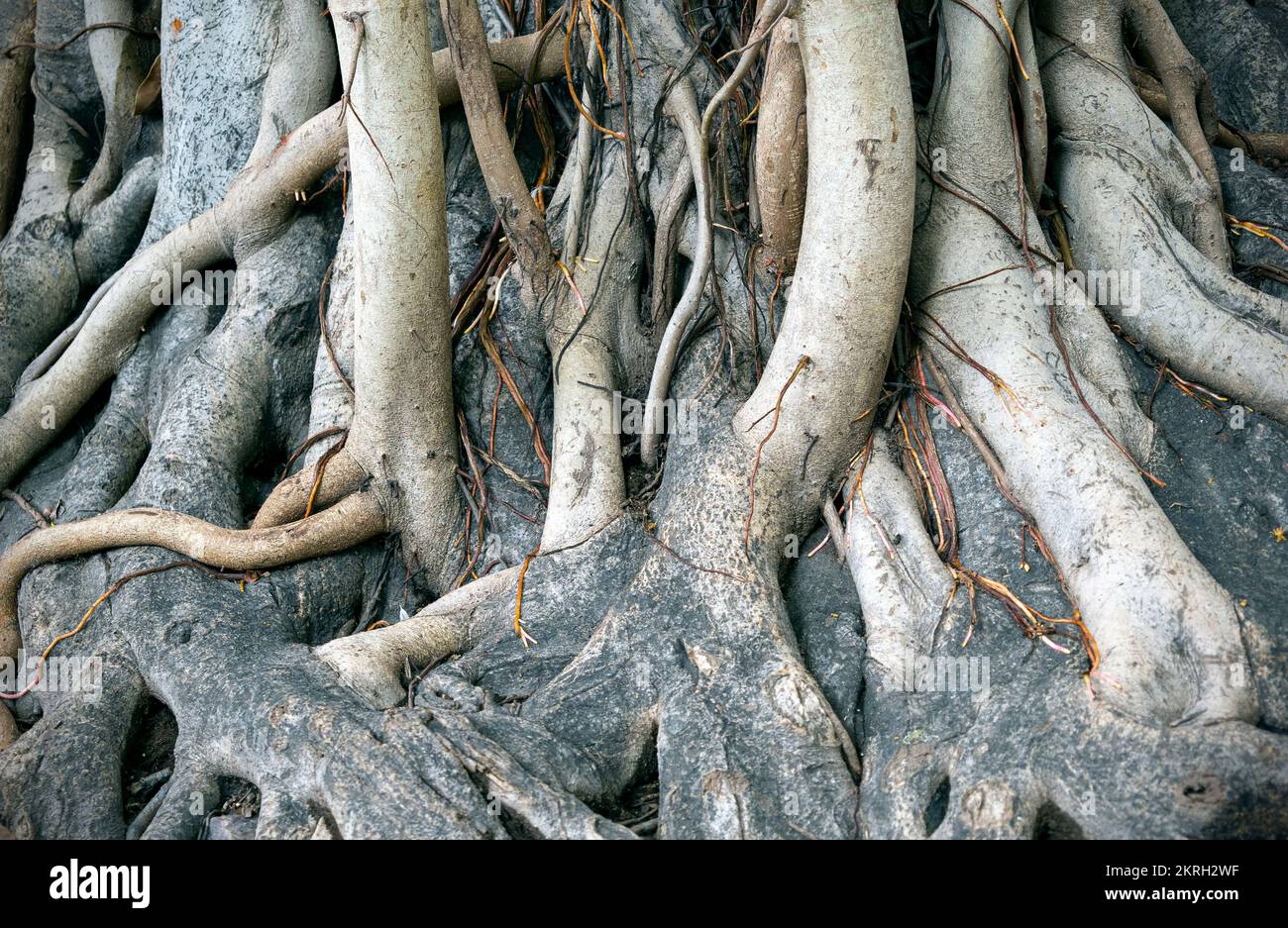 Close-up of trunk of Banyan tree or Ficus benghalensis with much long ...