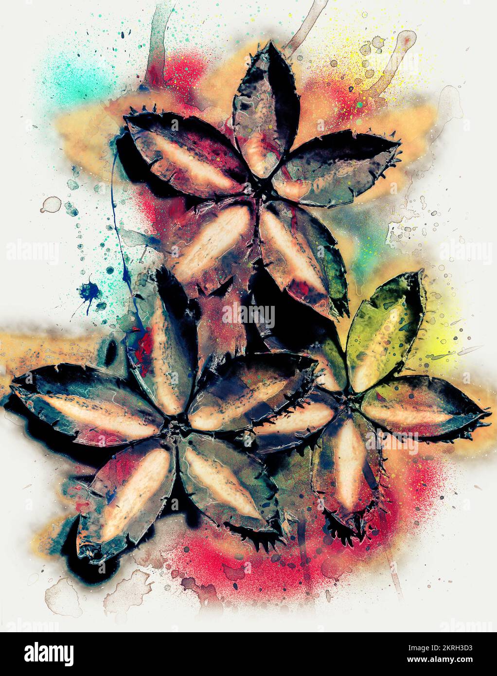 Australian botanical flower artwork hi-res stock photography and images ...