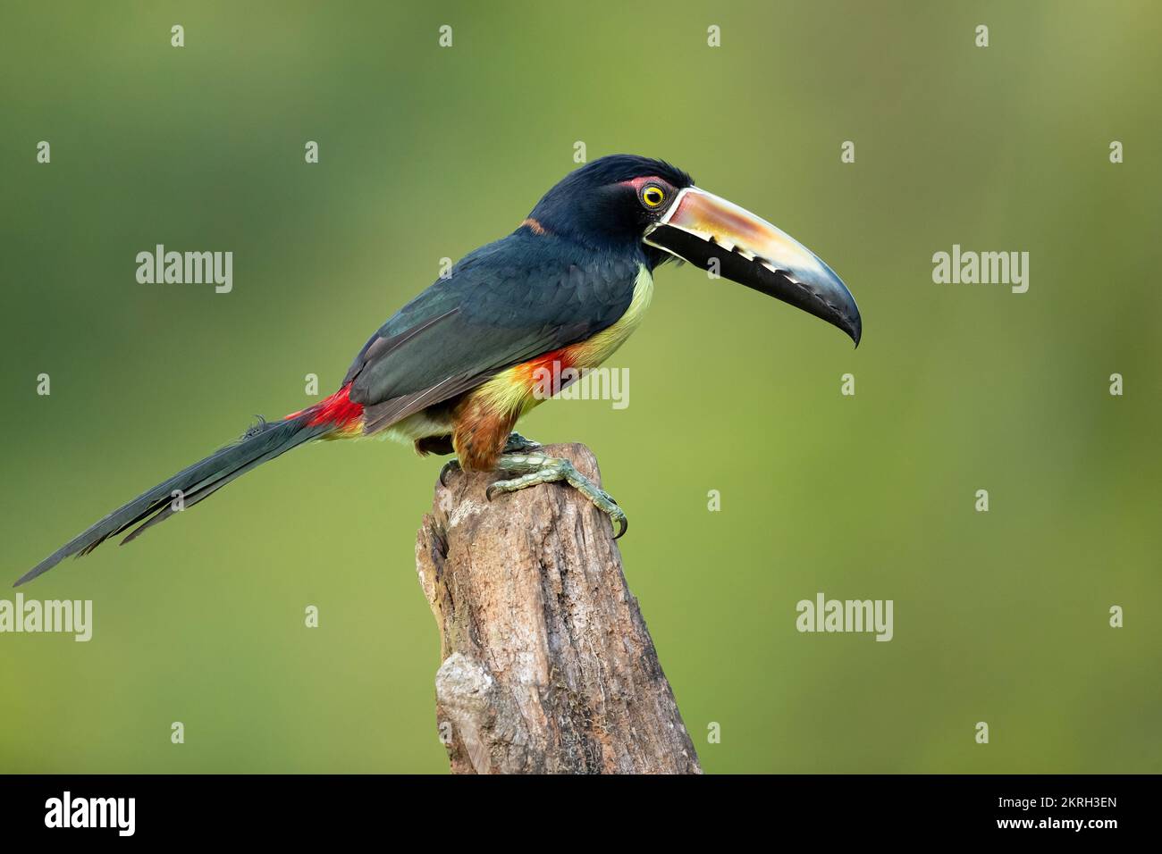 Fauna de panama hi-res stock photography and images - Alamy