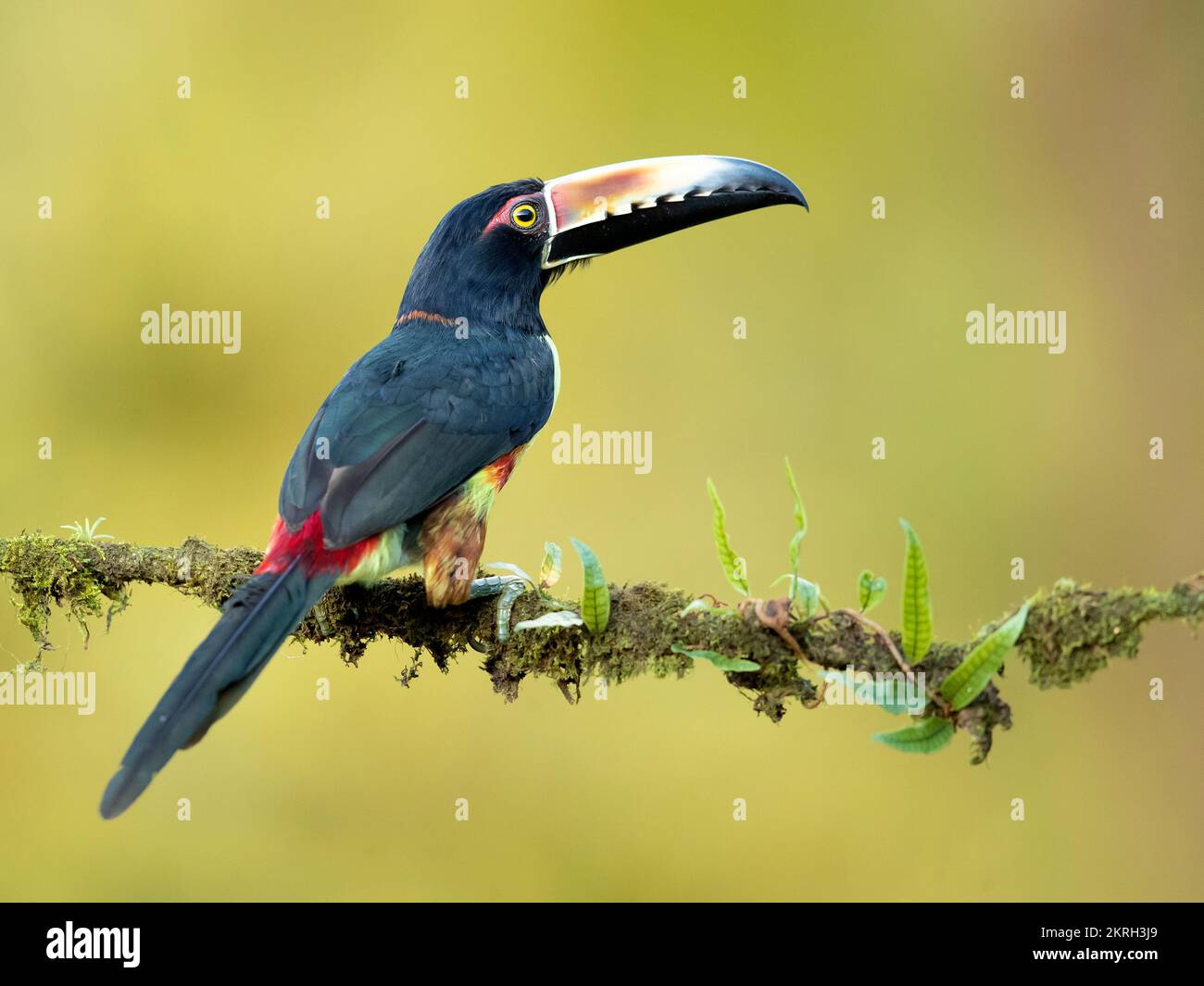 collared aracari or collared araçari (Pteroglossus torquatus) is a near ...