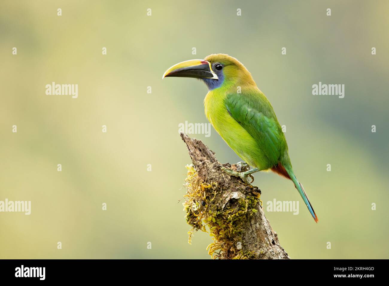 The emerald toucanet (Aulacorhynchus prasinus) is a species of near ...