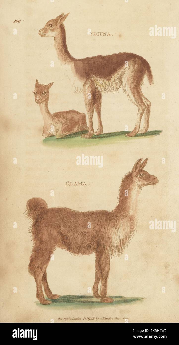 Vicuna, Lama vicugna, and llama, Lama glama. Handcoloured copperplate ...