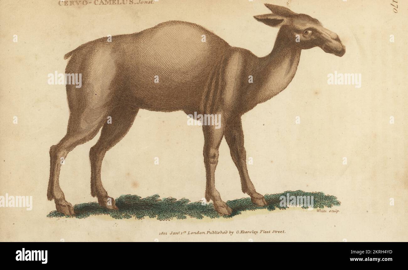 Guanaco, Lama glama subs. guanicoe. Lama guanicoe. Cervo-Camelus Jonst ...