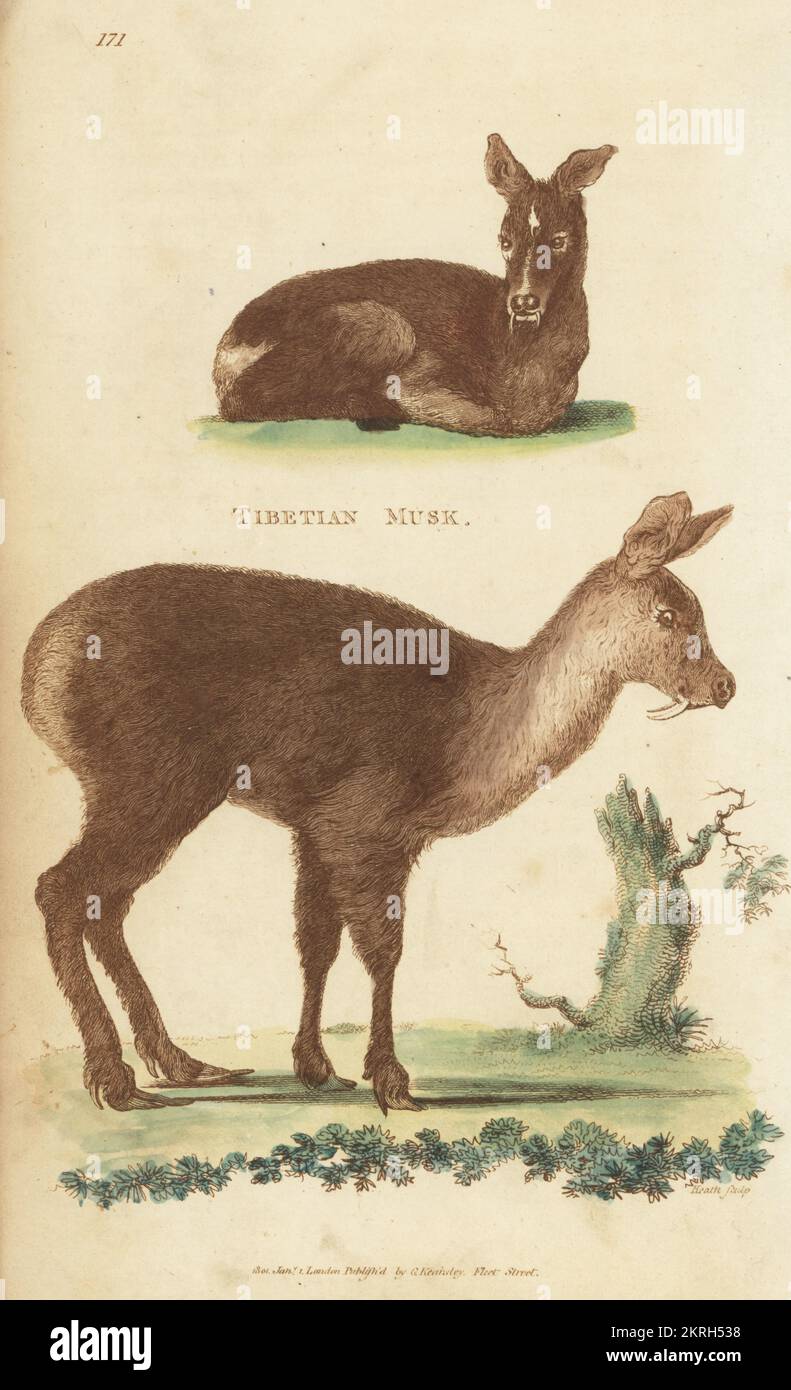 Siberian musk deer or ciervo, Moschus moschiferus. Vulnerable. As ...
