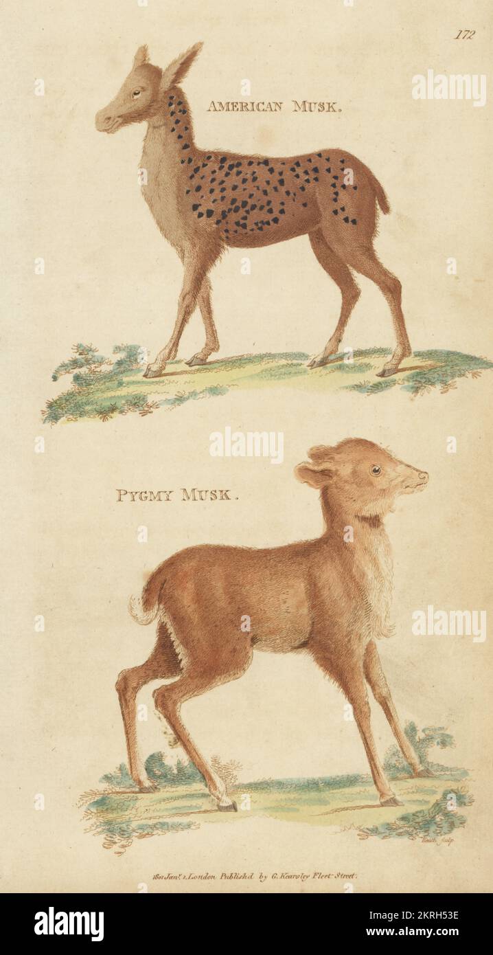 American musk deer hi-res stock photography and images - Alamy