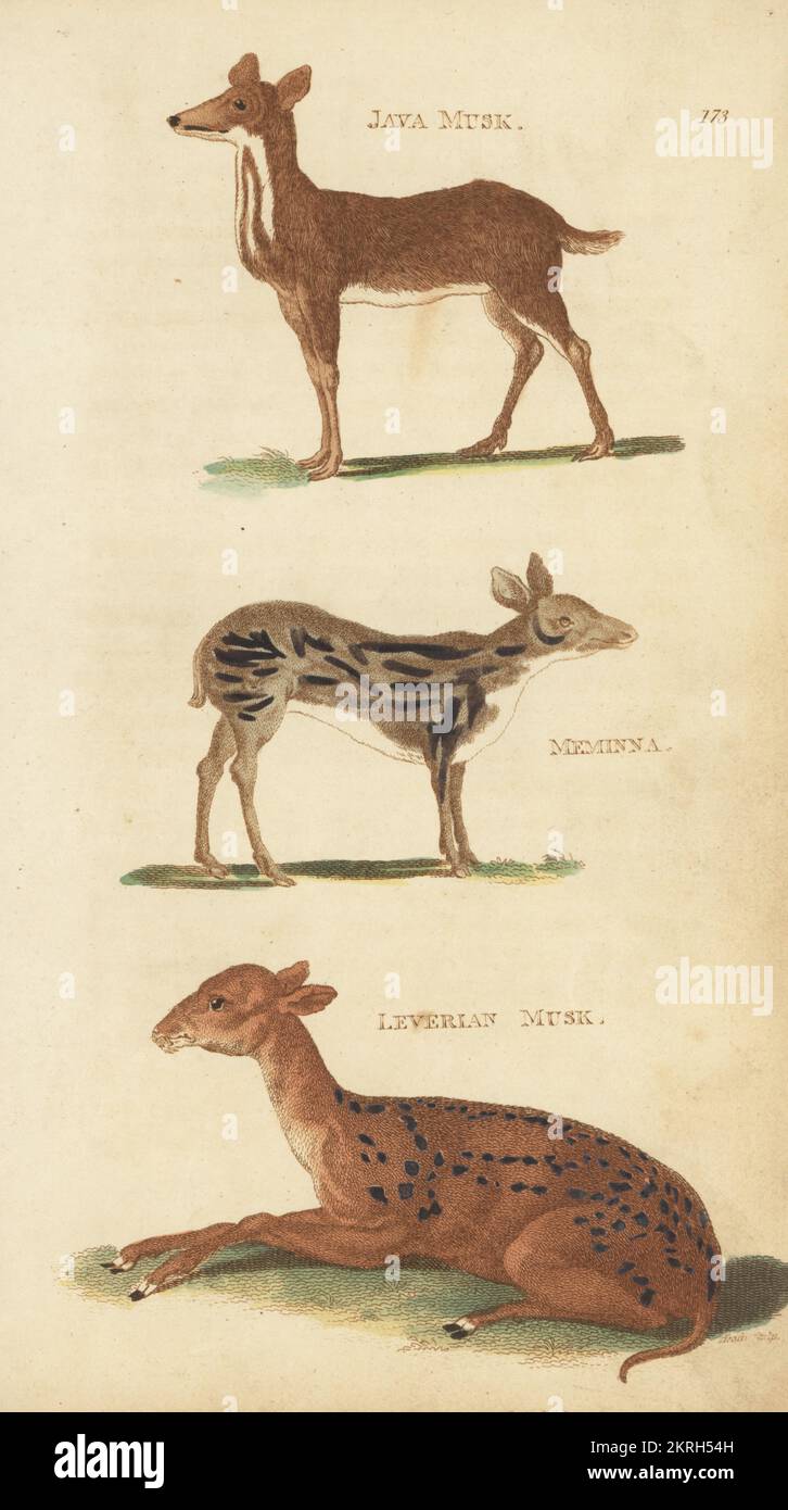 Java mouse-deer, Tragulus javanicus, Sri Lankan spotted chevrotain ...