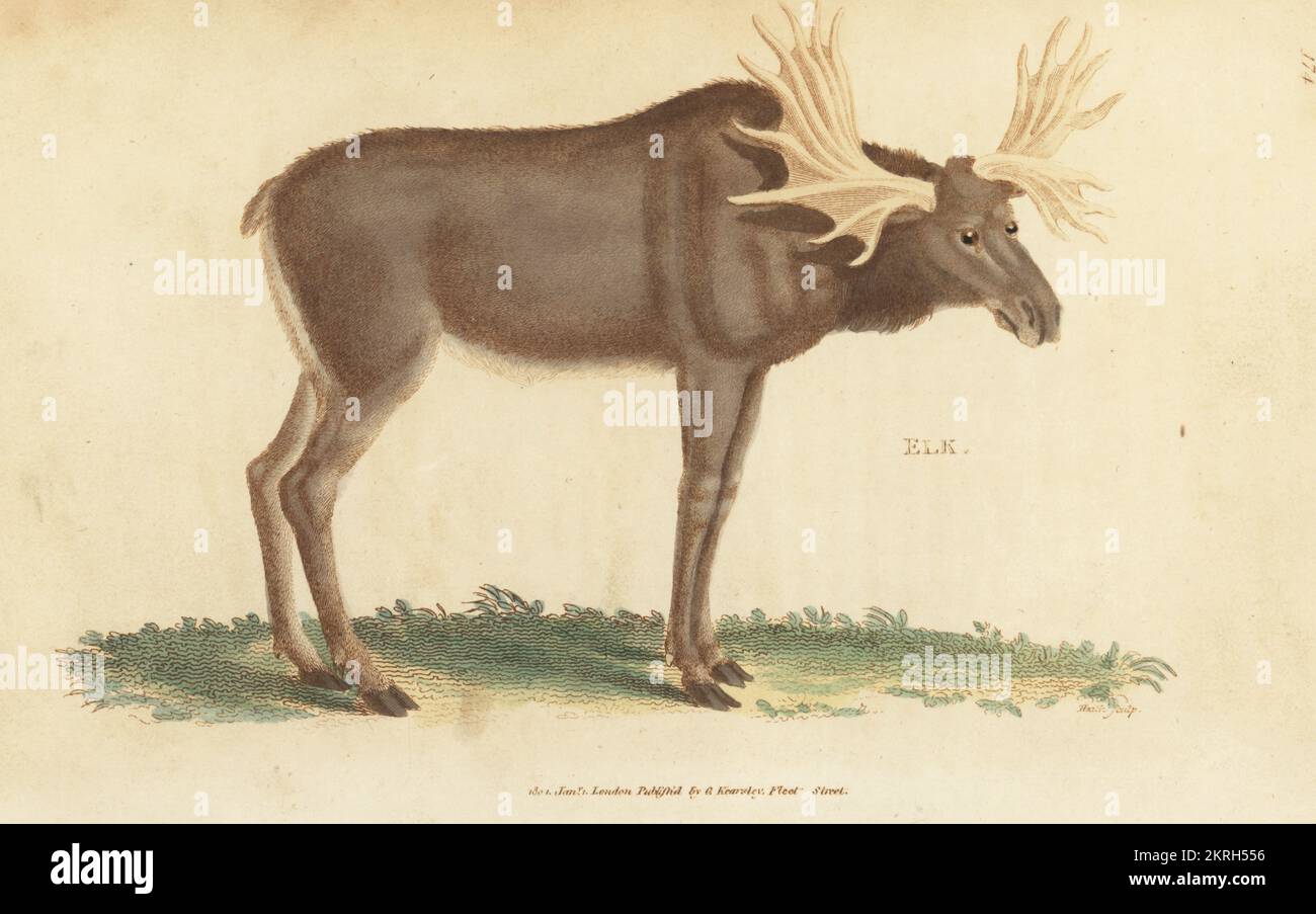 Elk (in Eurasia) or moose (in North America), Alces alces. Elk, Cervus ...