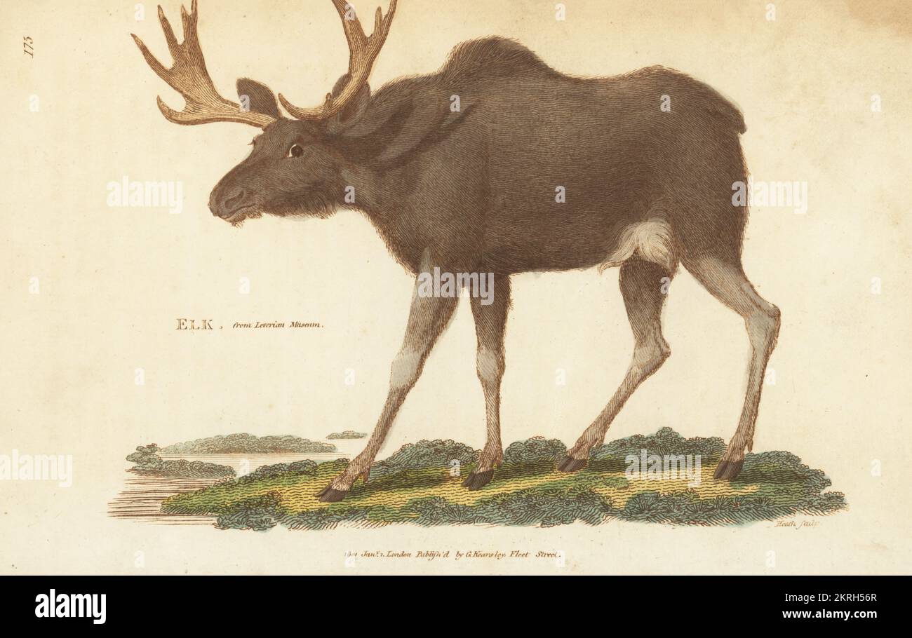 Elk (in Eurasia) or moose (in North America), Alces alces. From a ...