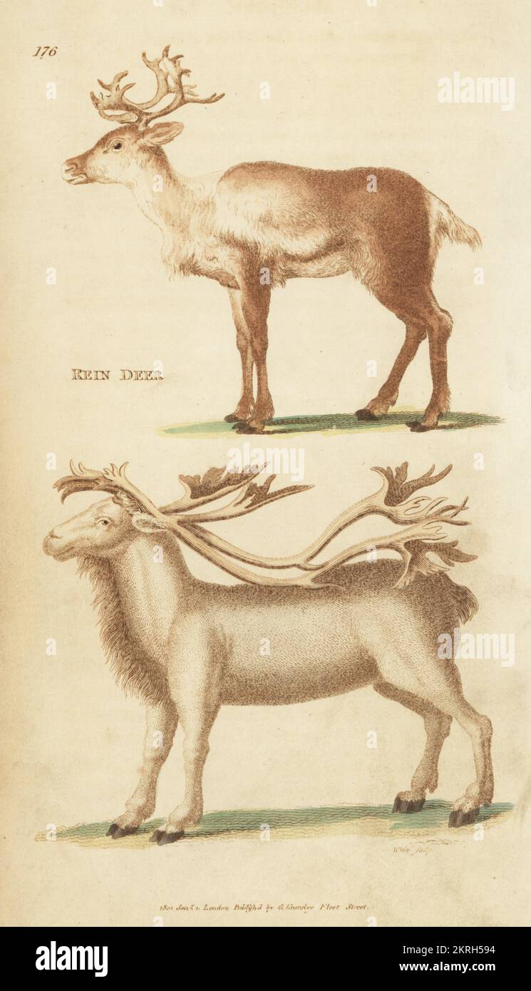 Reindeer or caribou, Rangifer tarandus. Female doe after Buffon, and ...