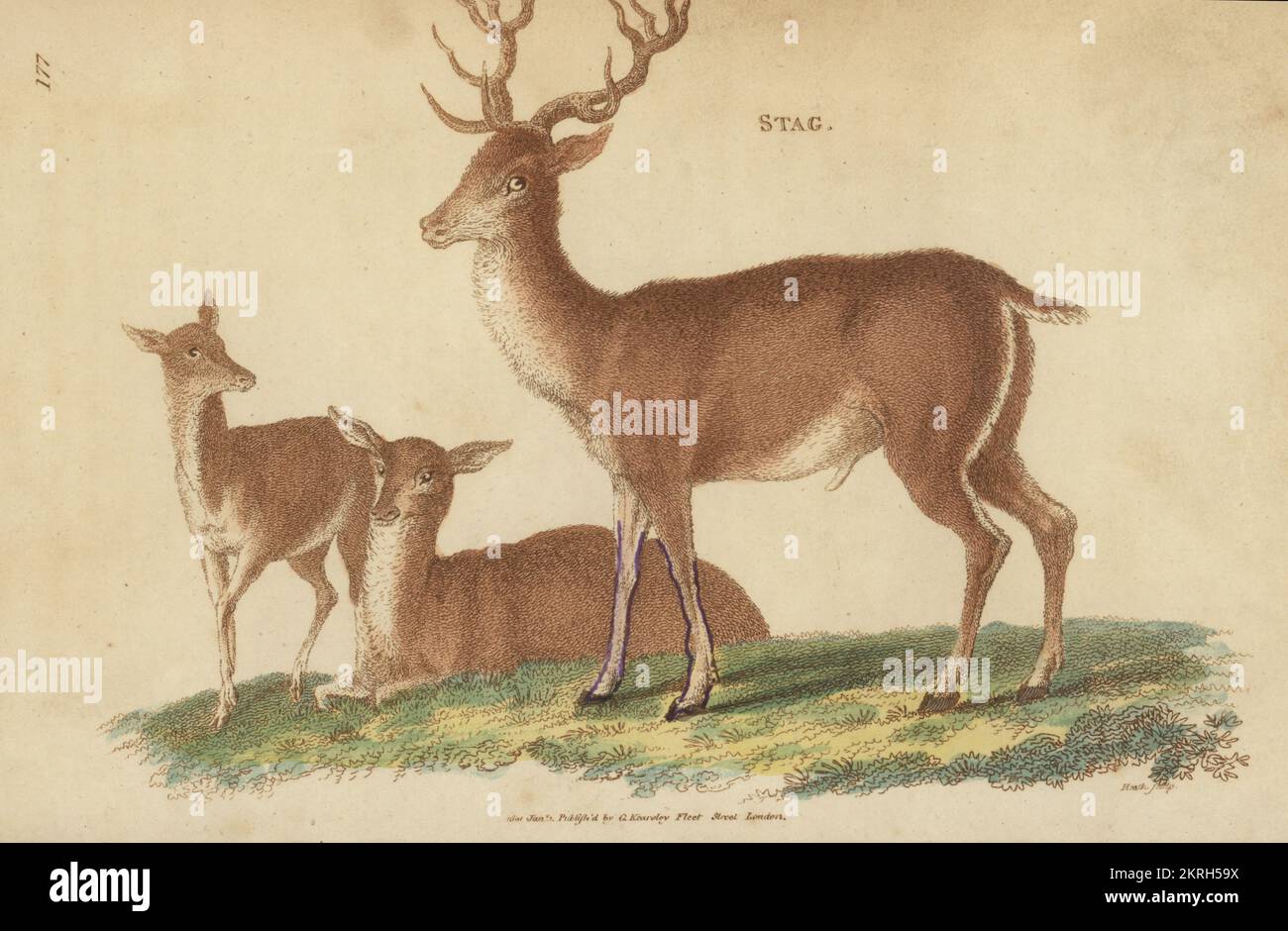 Red deer or stag, Cervus elaphus. Male with antlers, standing near ...