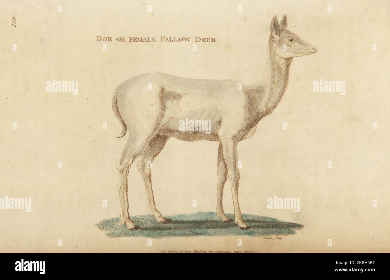 European fallow deer, female or doe with antlers, Dama dama. White or ...