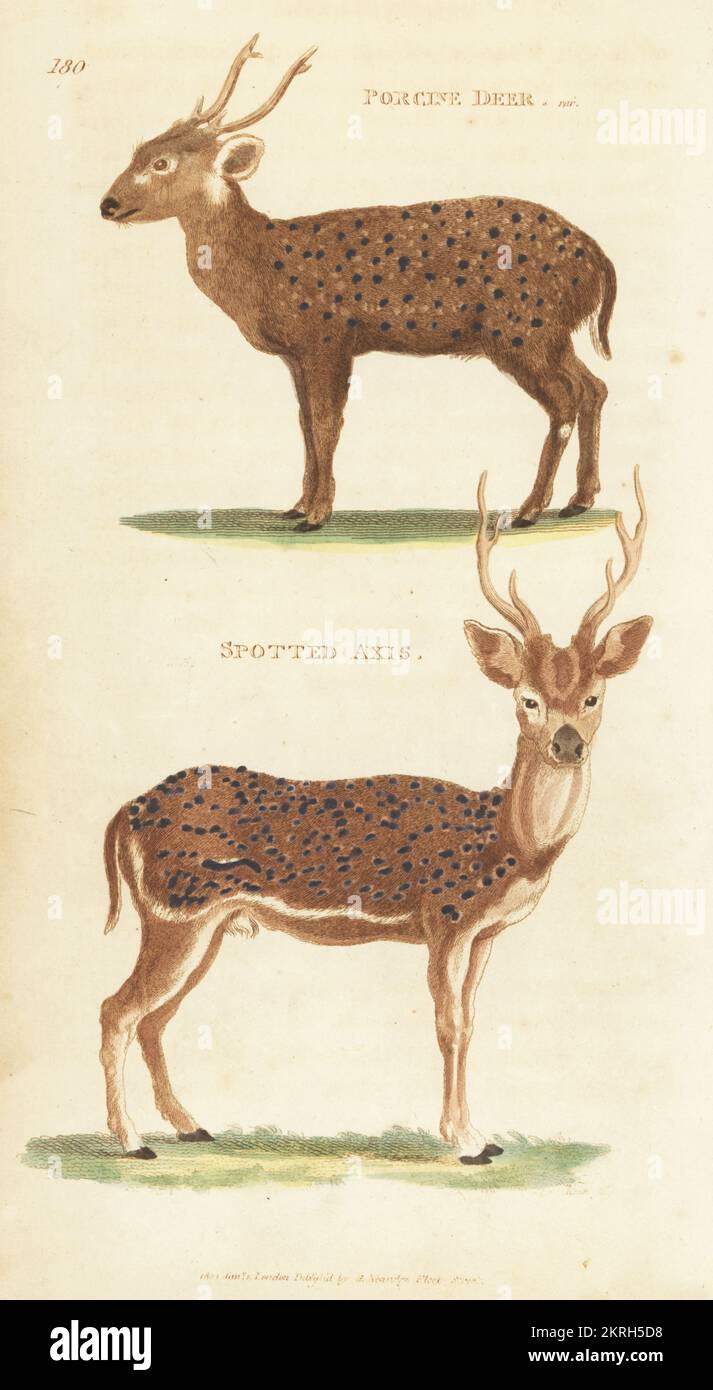 Indian hog deer, Axis porcinus, endangered, and chital or cheetal, Axis ...