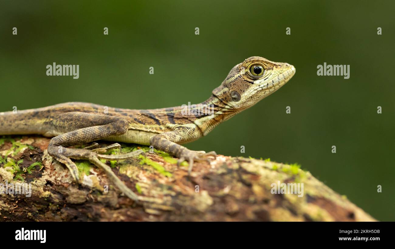 Common basilisk (Basiliscus basiliscus) is a species of lizard in the ...