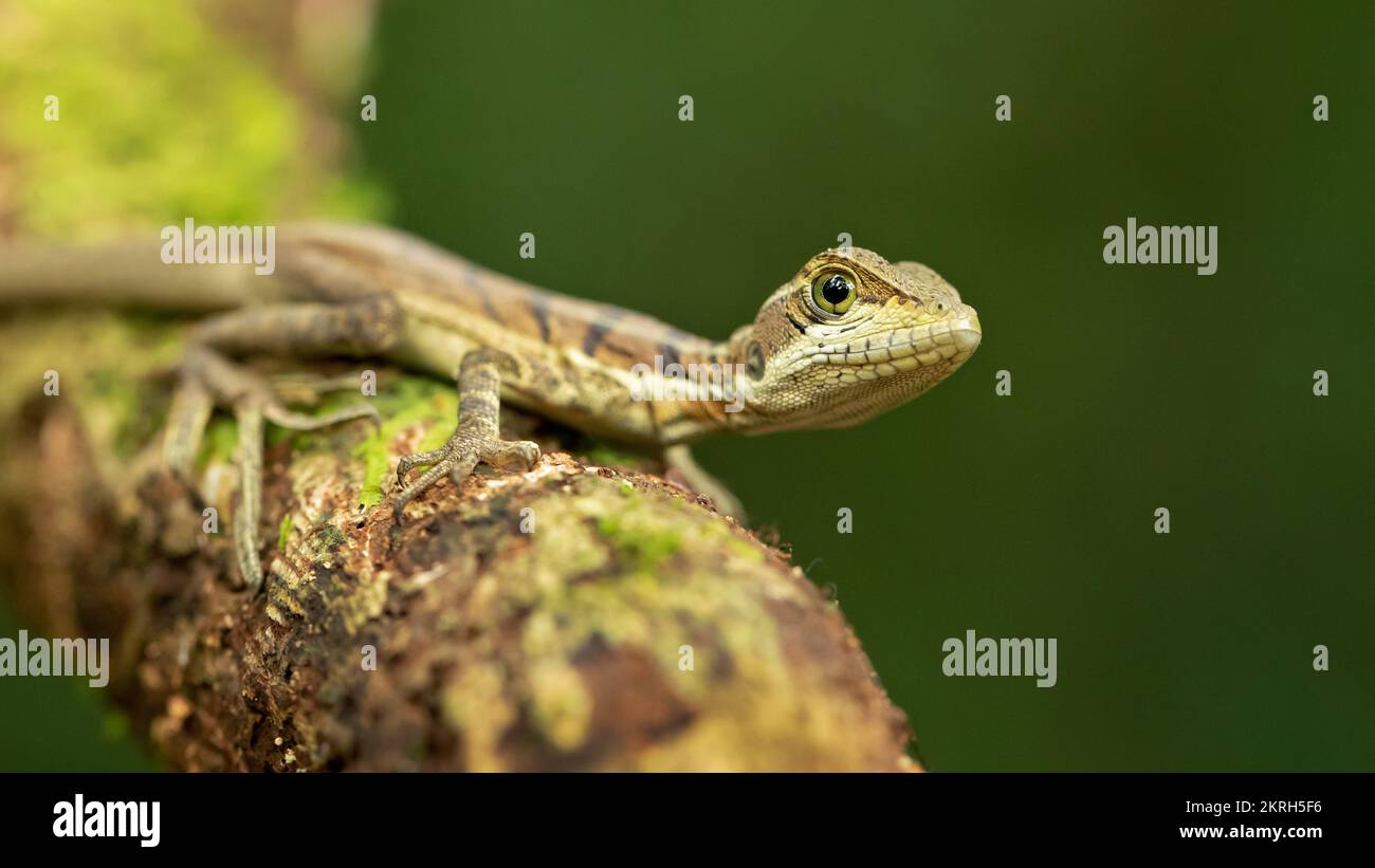 Common basilisk (Basiliscus basiliscus) is a species of lizard in the ...