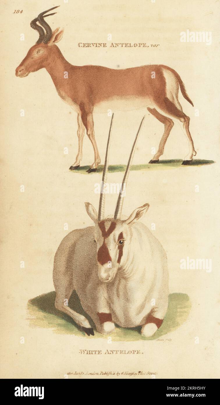 Cervine antelope var hi-res stock photography and images - Alamy