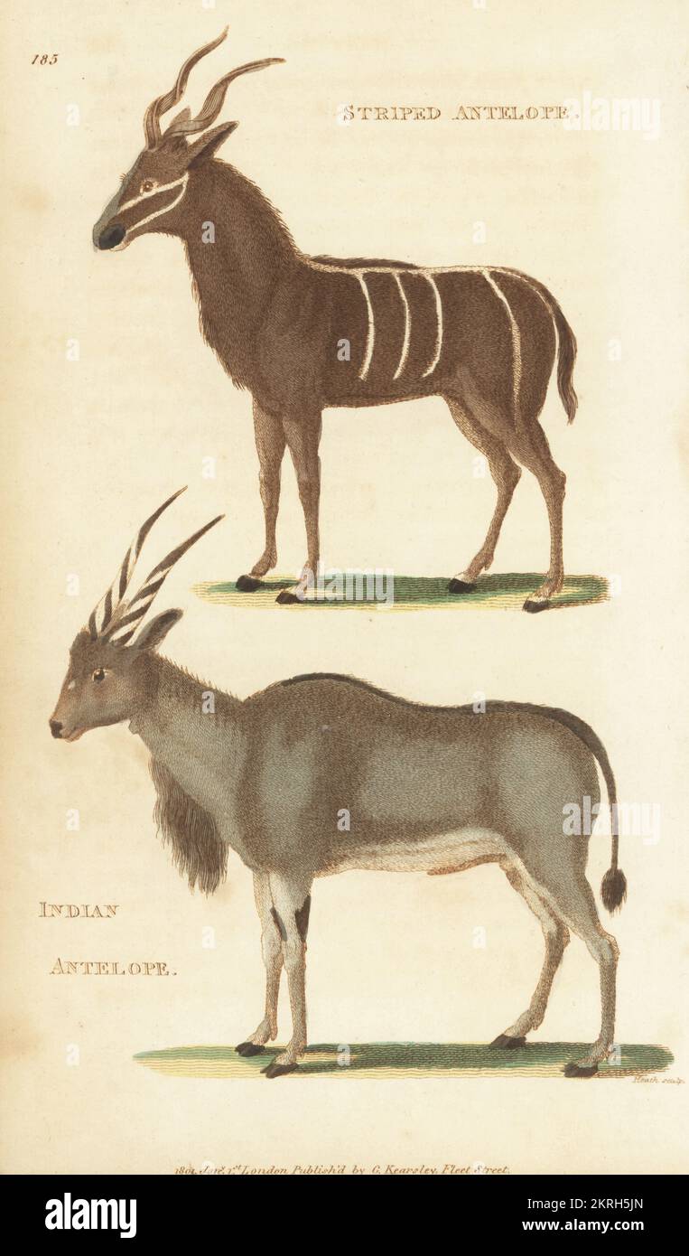 Eland engraving hi-res stock photography and images - Alamy