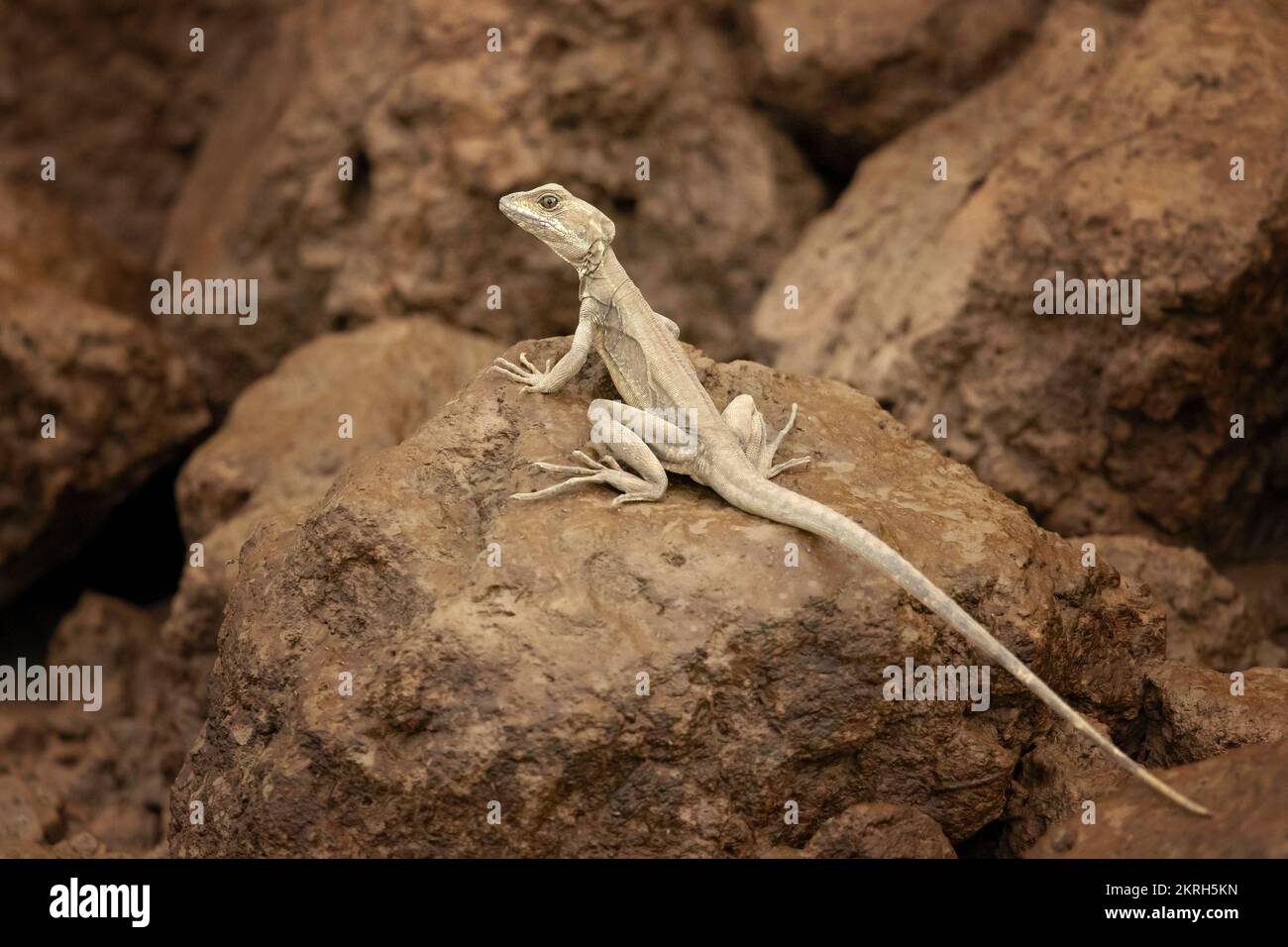 Common basilisk (Basiliscus basiliscus) is a species of lizard in the ...