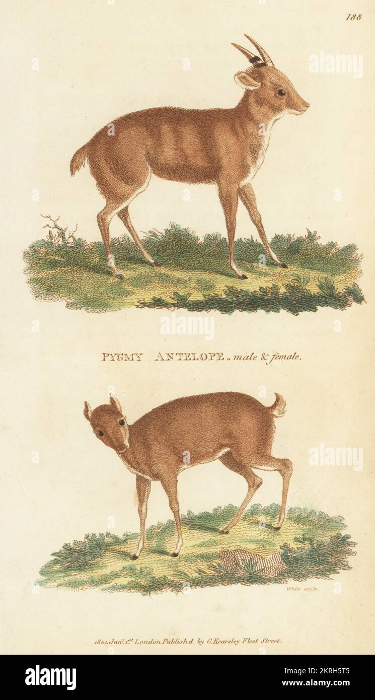 Royal antelope, Neotragus pygmaeus, male and female. Pygmy antelope ...