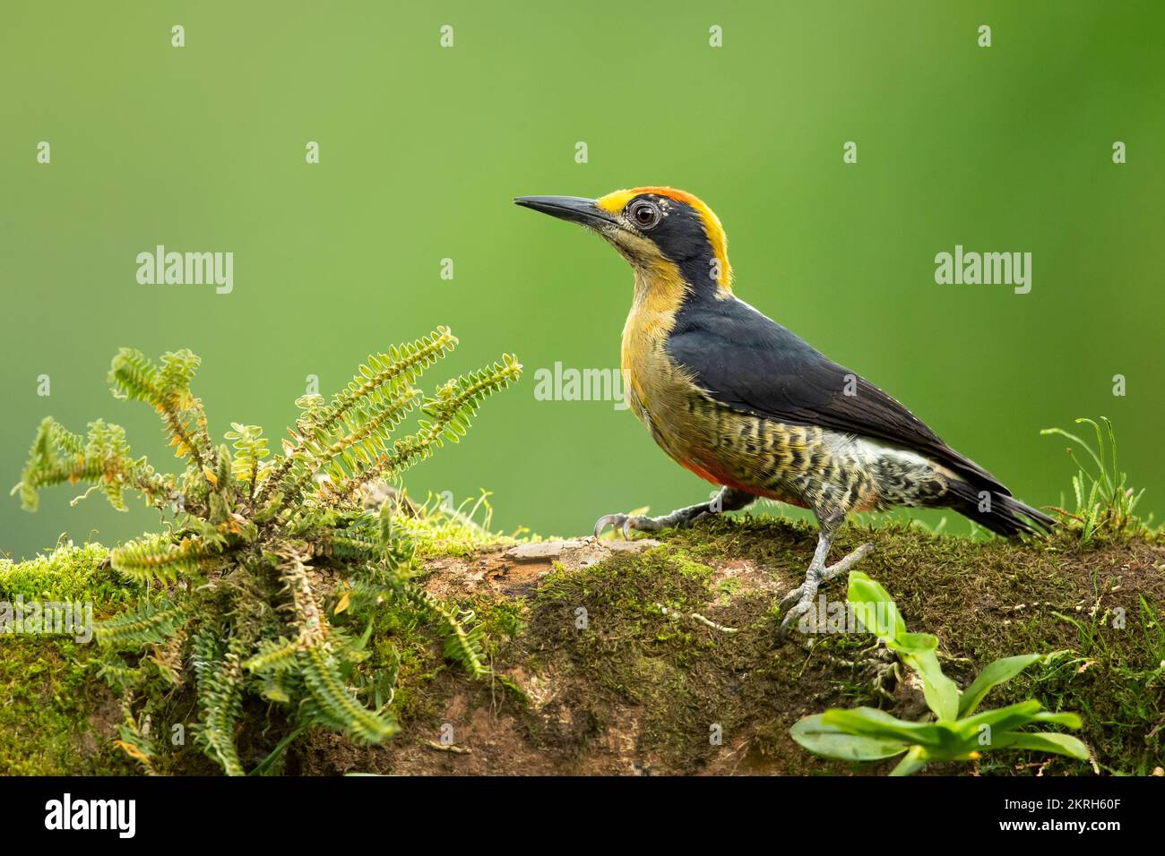 The golden-naped woodpecker (Melanerpes chrysauchen) is a species of ...