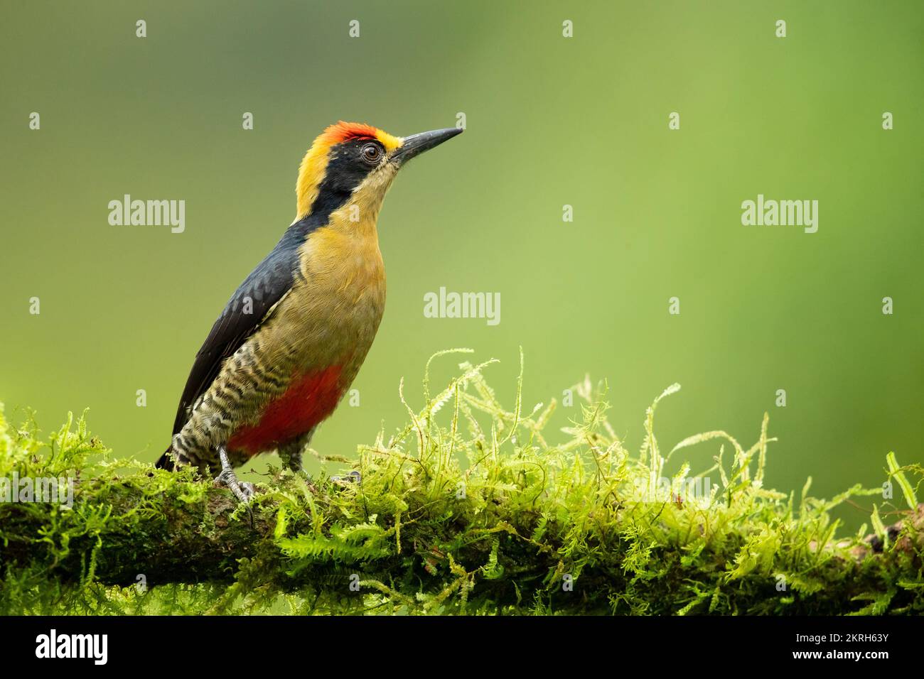The golden-naped woodpecker (Melanerpes chrysauchen) is a species of ...