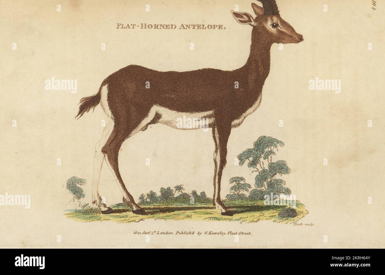 Dorcas gazelle, Gazella dorcas. Flat-horned antelope, Antilope kevella ...