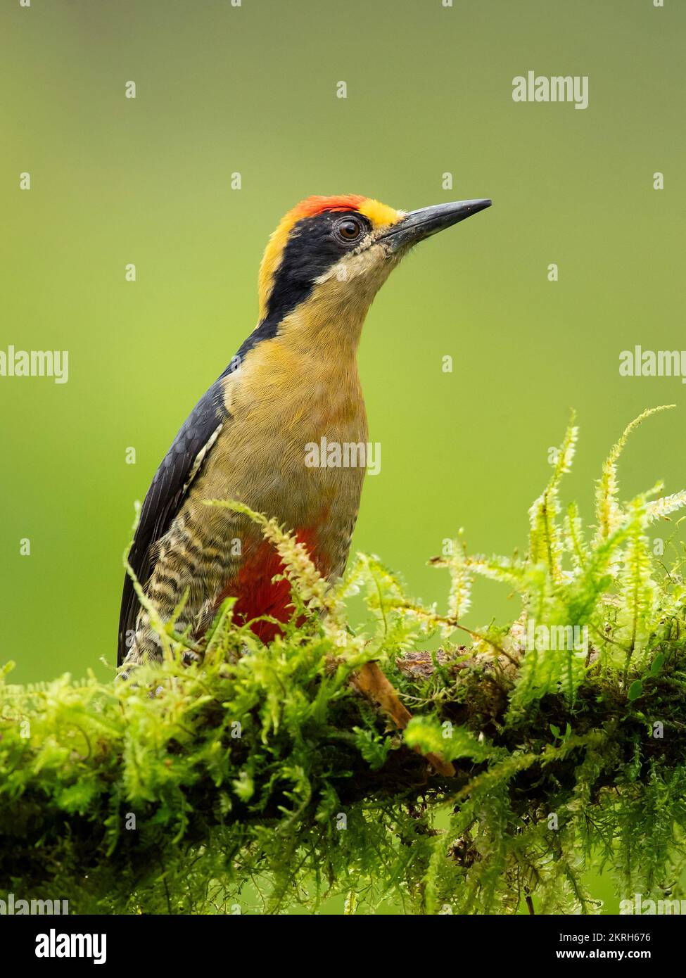The golden-naped woodpecker (Melanerpes chrysauchen) is a species of ...