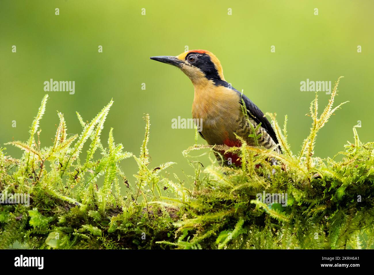 The golden-naped woodpecker (Melanerpes chrysauchen) is a species of ...