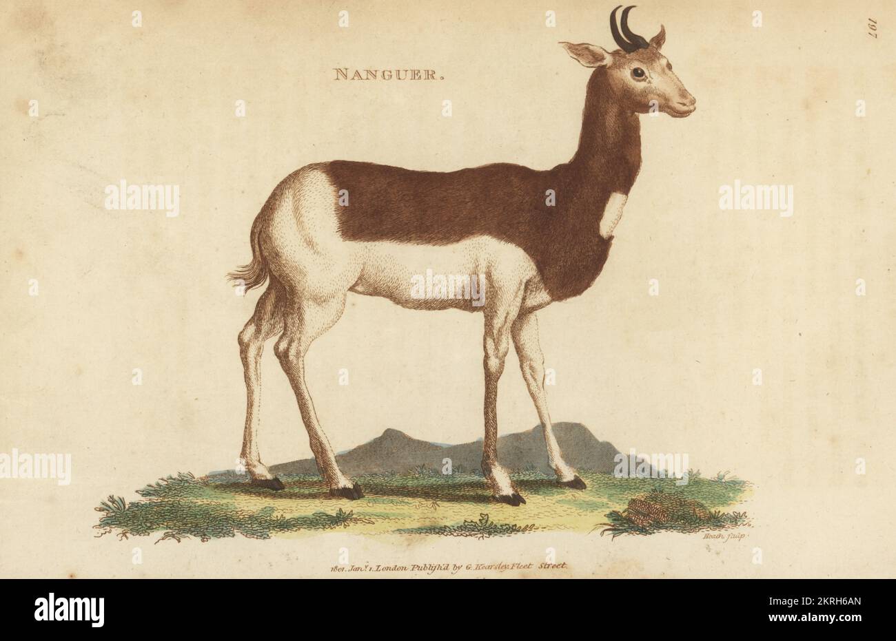 Dama gazelle, Nanger dama, critically endangered. Also known as the ...