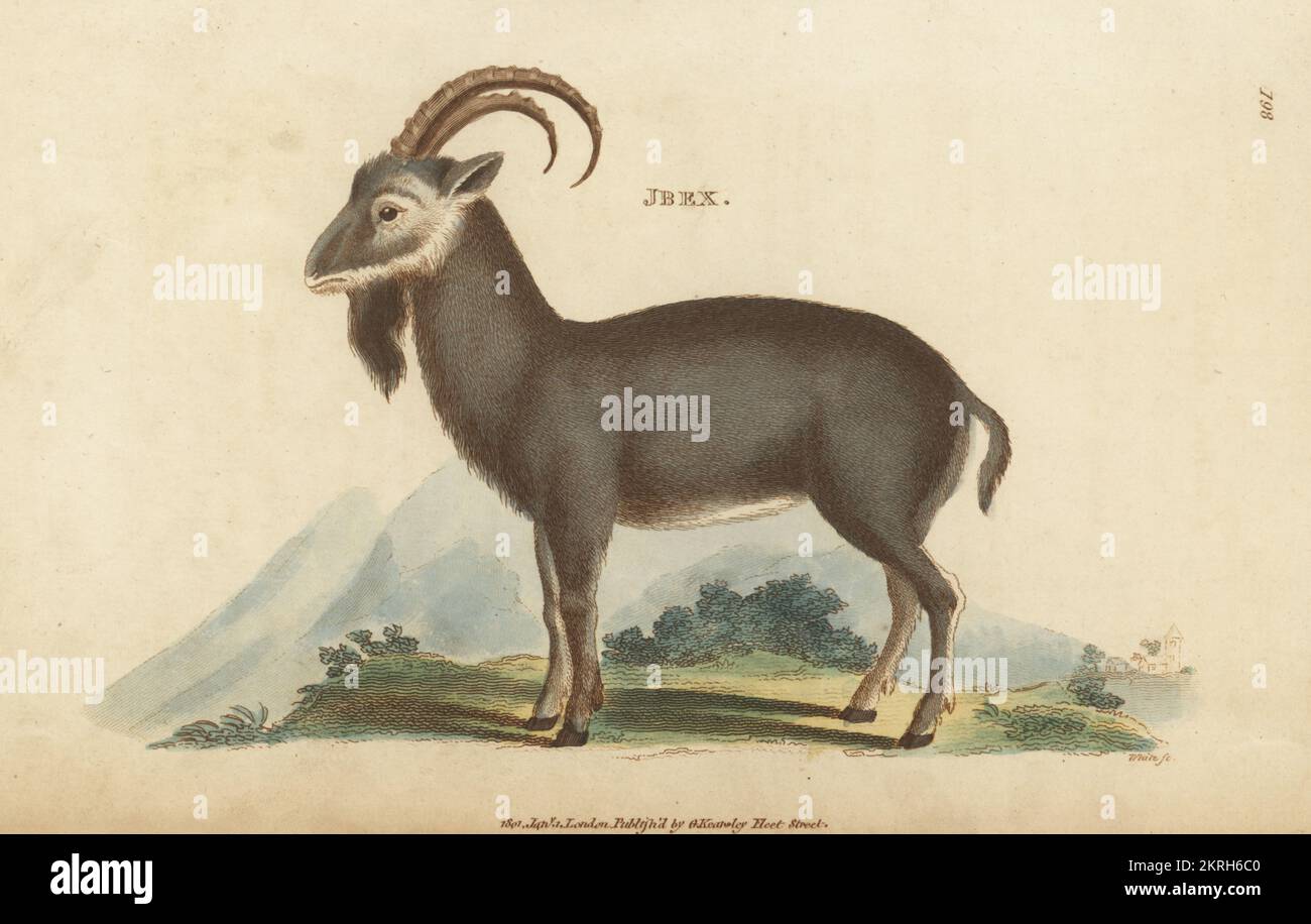 Alpine ibex, Capra ibex. Also known as the steinbock or bouquetin. Ibex ...
