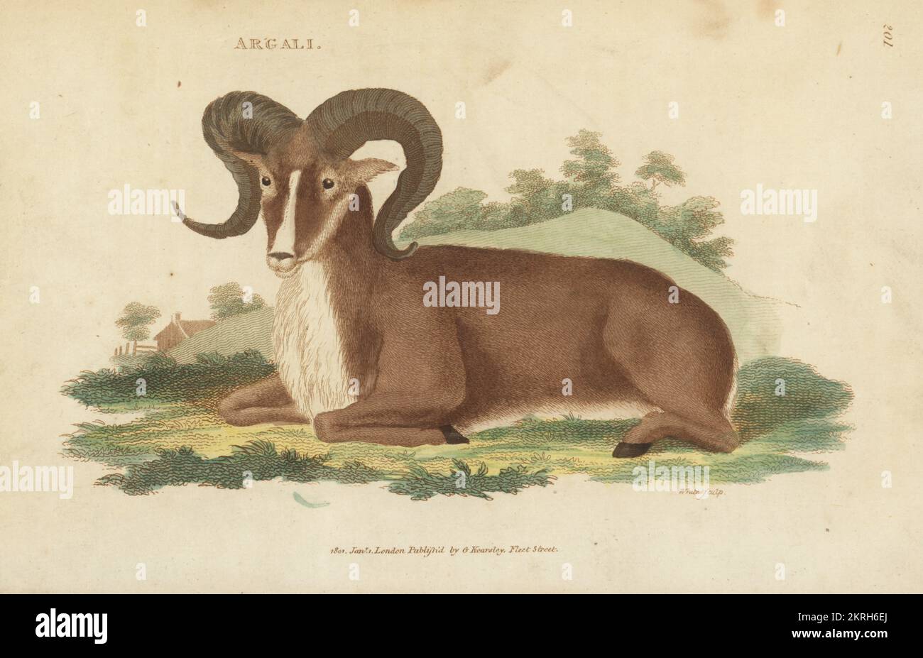 Argali, wild sheep or mountain sheep, Ovis ammon. Handcoloured ...