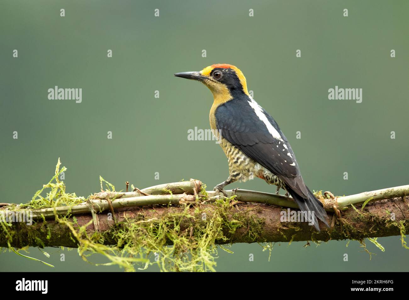The golden-naped woodpecker (Melanerpes chrysauchen) is a species of ...