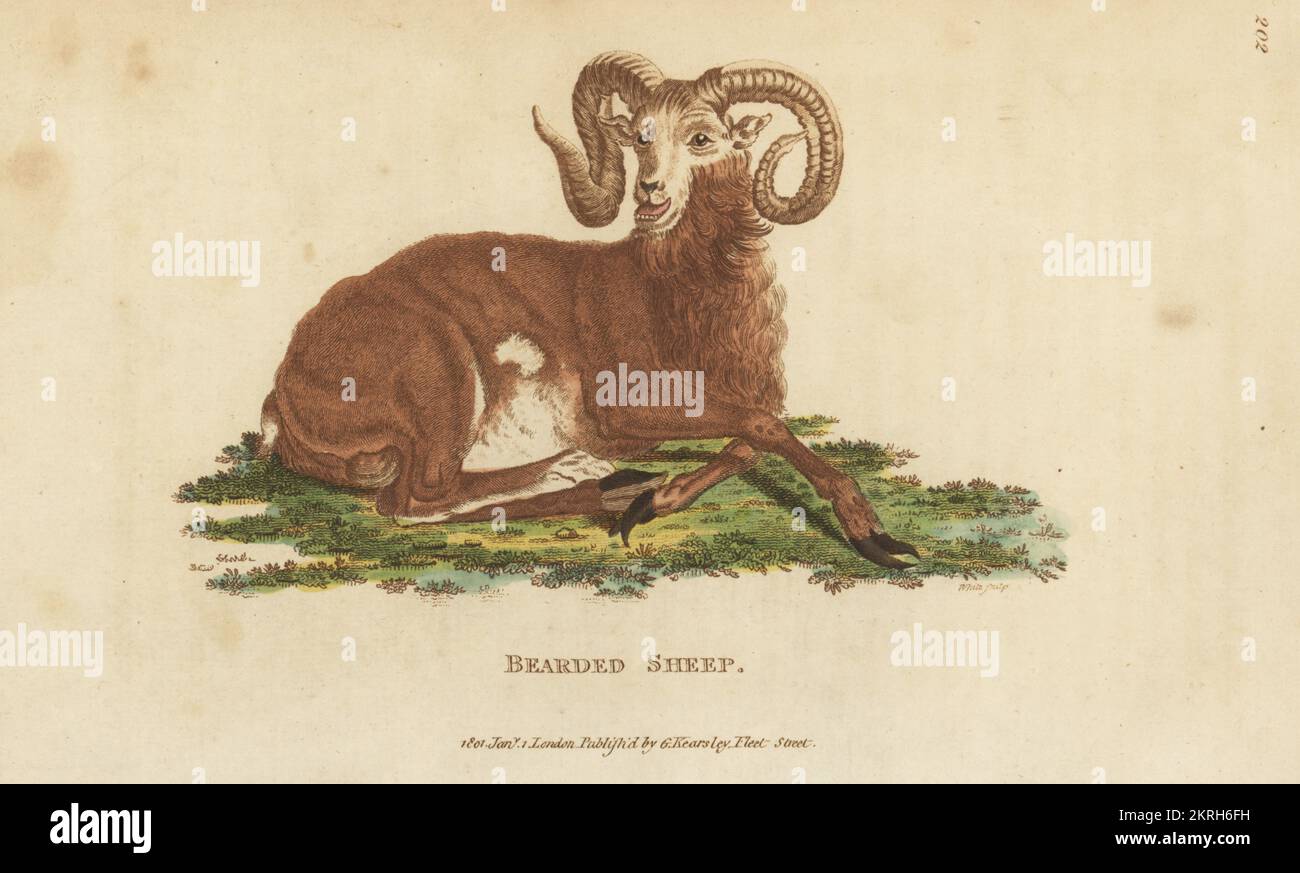 Barbary sheep, Ammotragus lervia. Vulnerable. Bearded sheep, Ovis ...