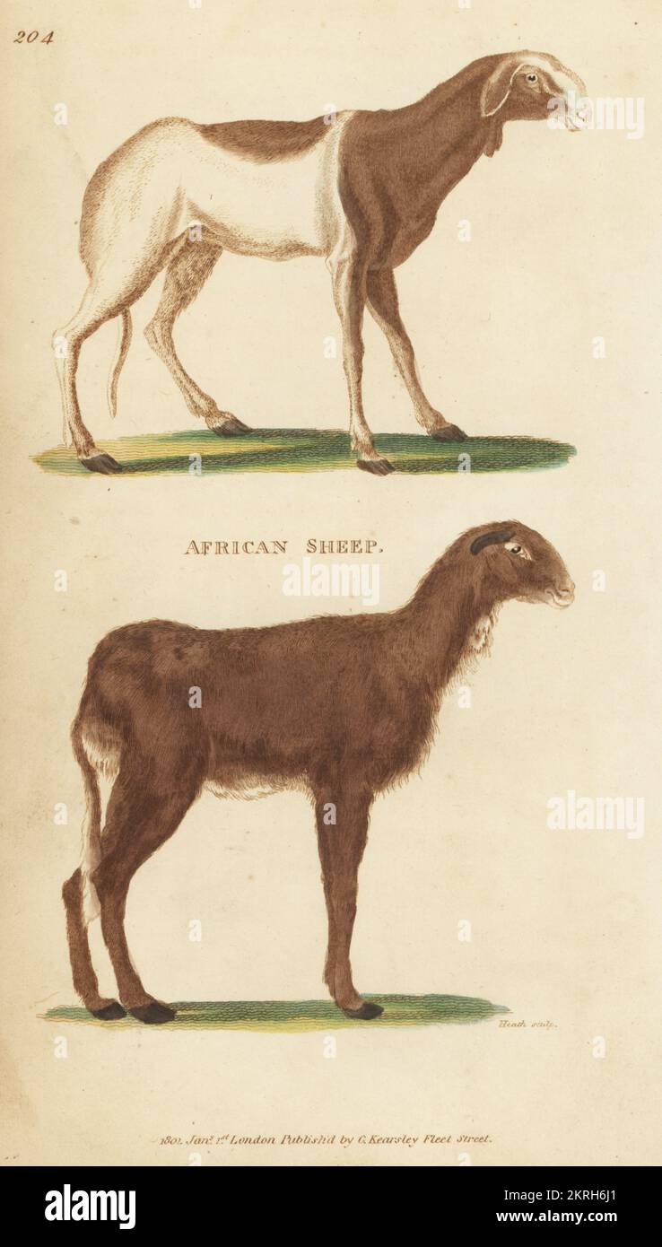 African sheep or Cape sheep, Ovis aries guineensis. Handcoloured ...