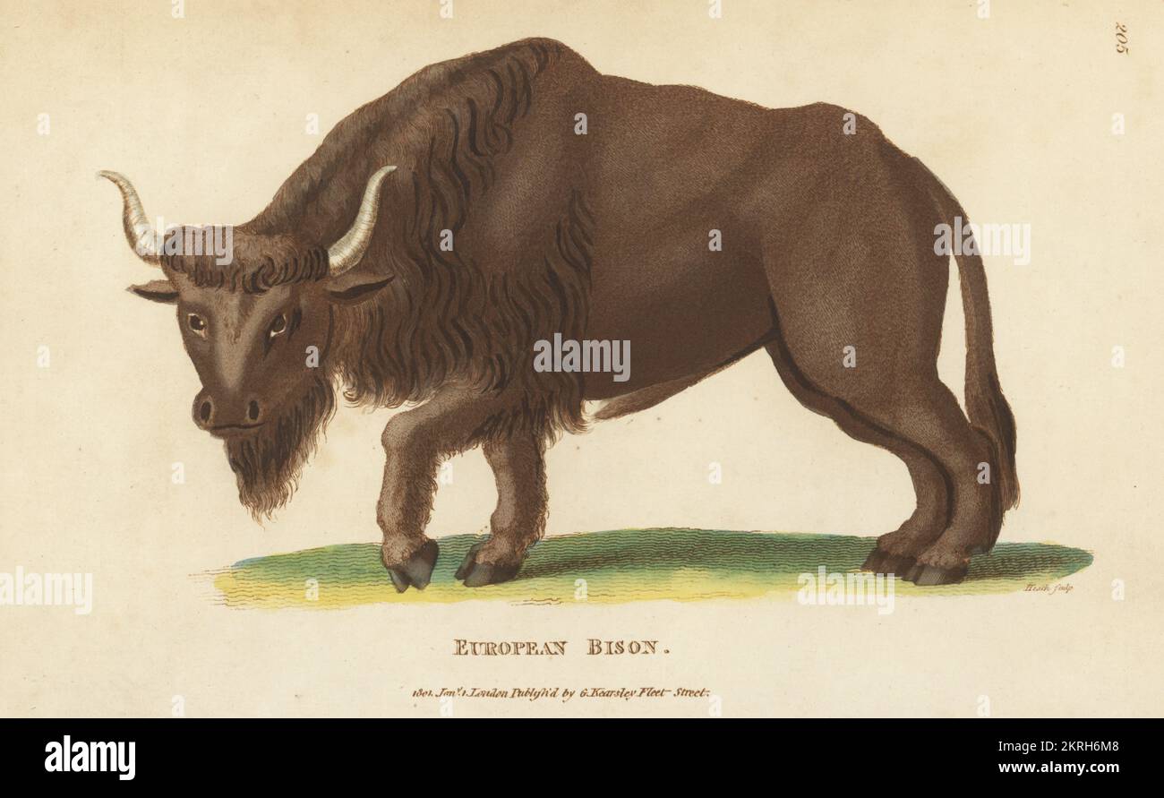 European wood bison, Bison bonasus. European bison, Bos taurus. Handcoloured copperplate ...