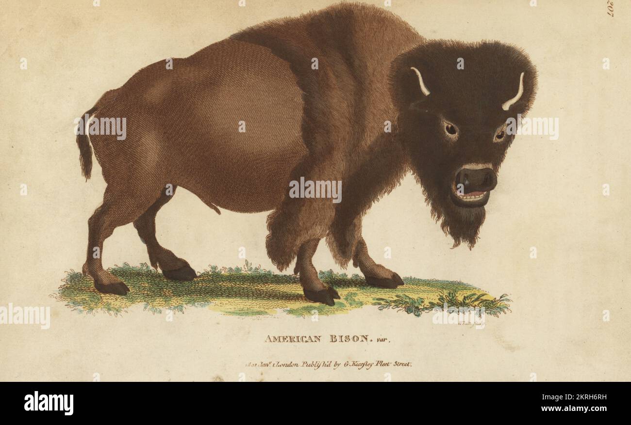 American bison or buffalo var., Bison bison. Bos taurus. Possibly the plains bison, Bison bison ...