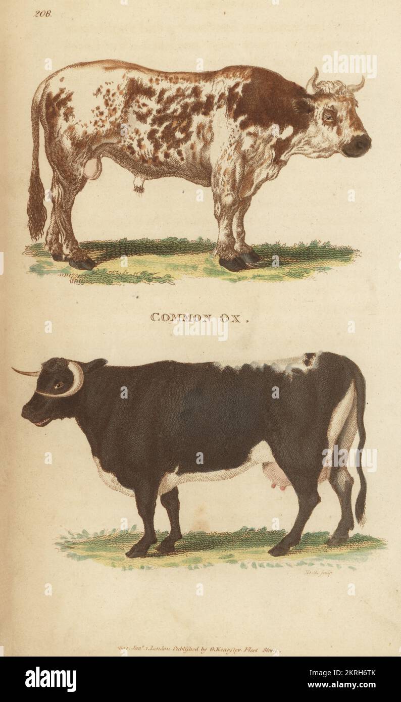 Domesticated British horned cattle breeds. Common ox, Bos taurus ...