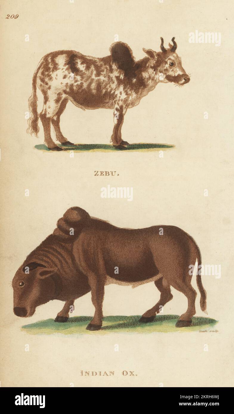 Zebu or humped cattle, Bos indicus, and Indian ox, Bos indicus ...