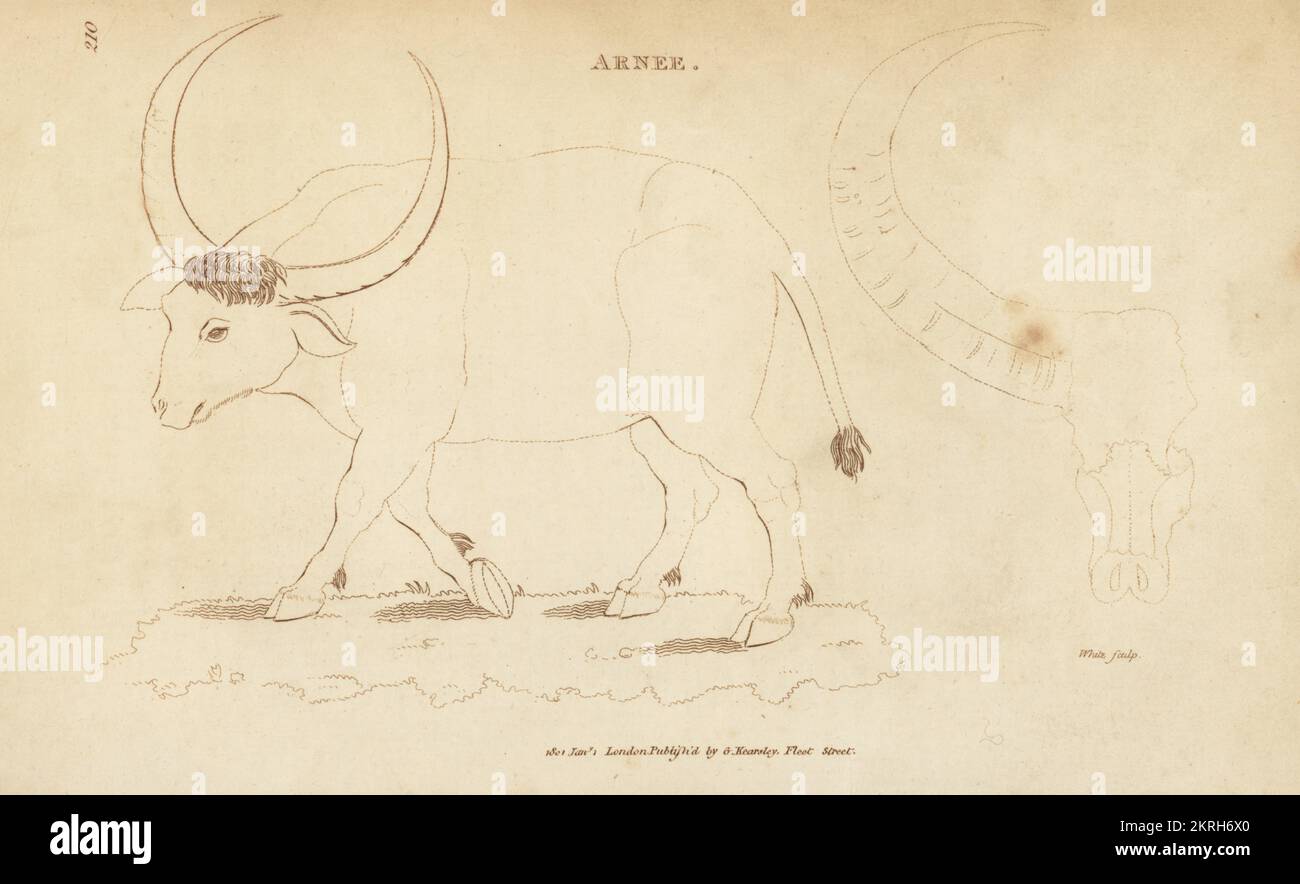 Wild water buffalo, Bubalus arnee. Endangered. Arnee, Bos arnee. From ...